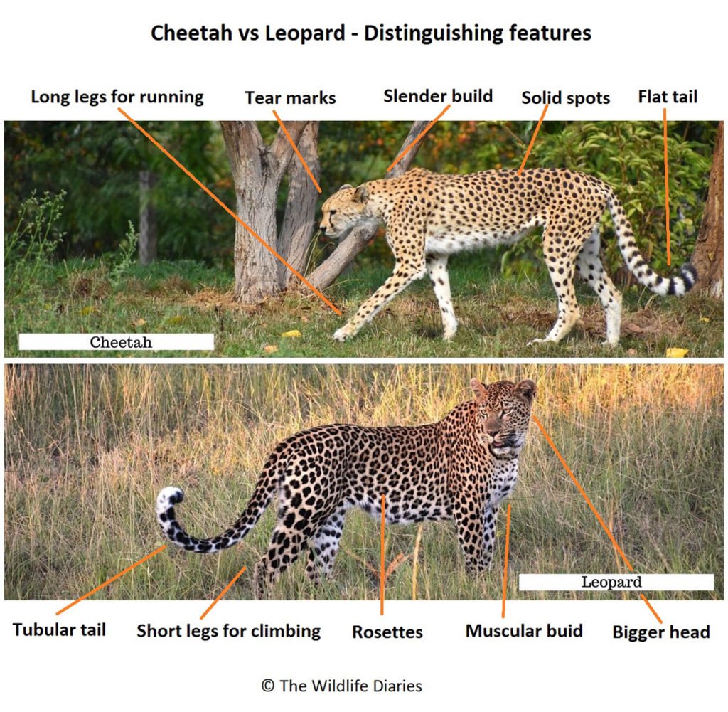 The Ultimate Guide: Cheetah Print vs Leopard - Powerful Email Solutions